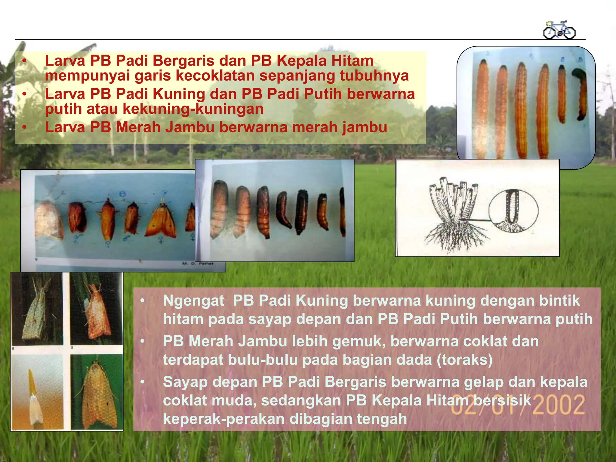 Hama dan Penyakit utama pada tanaman Padi.ppt