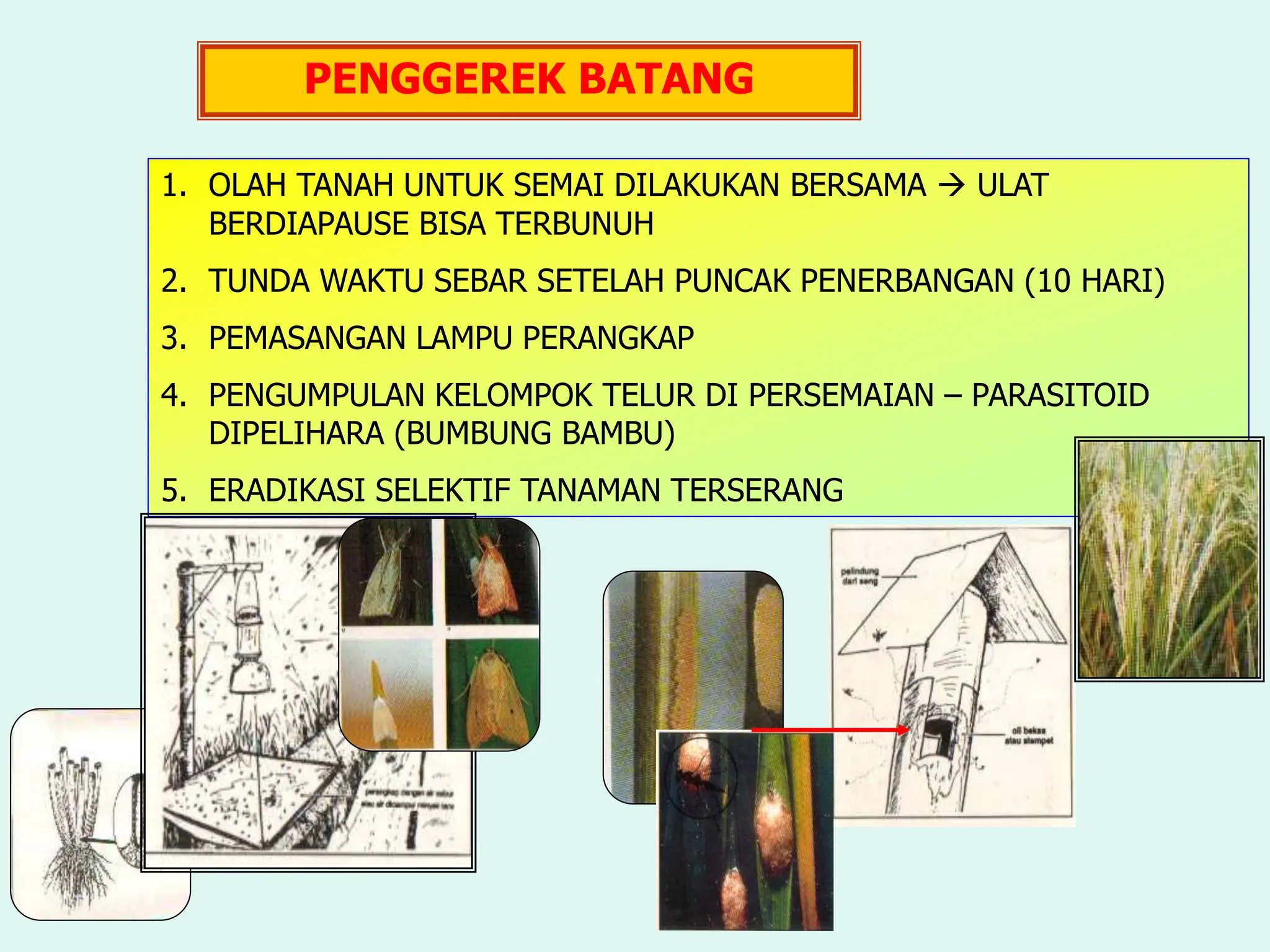 Hama dan Penyakit utama pada tanaman Padi.ppt