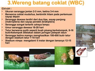 Hama_Penyakit_Padi.ppt Hama dan penyakit yang menyerang padi | PPT