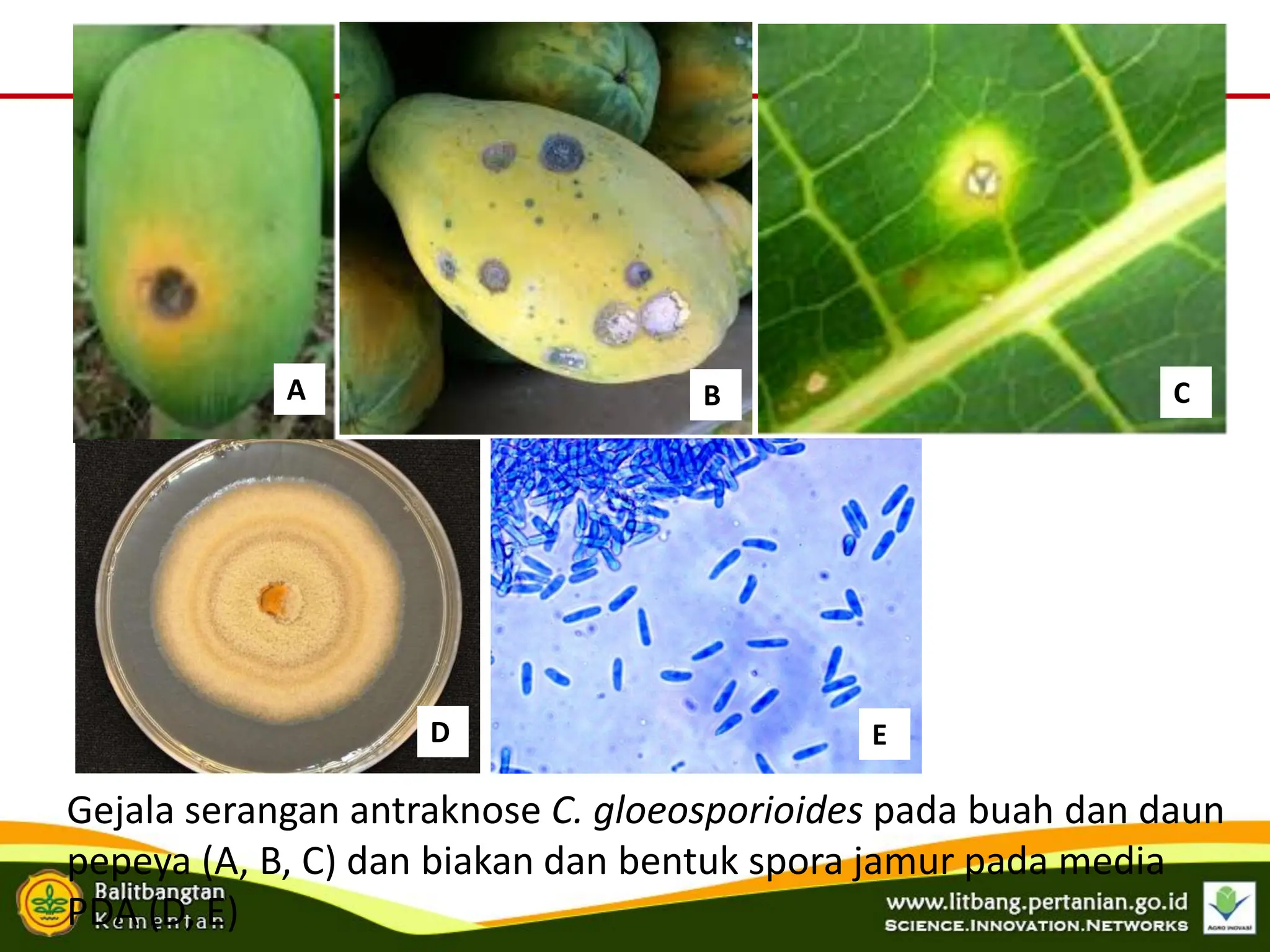 Hama dan penyakit tanaman pepaya (Carica papaya) ppt.pdf