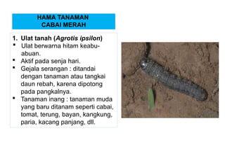 PENGENALAN HAMA DAN PENYAKIT TANAMAN CABAI.pptx