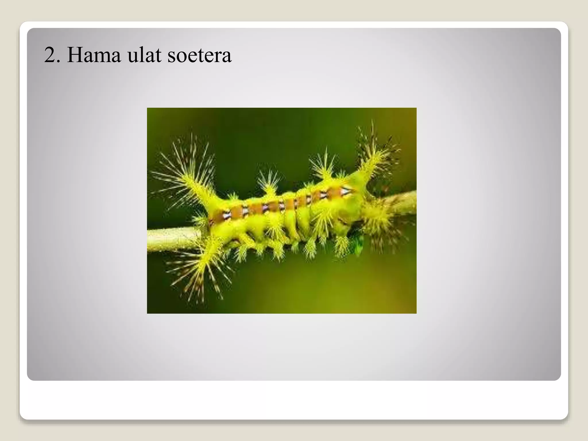 Hama & Penyakit Tanaman Kelapa Sawit.pptx