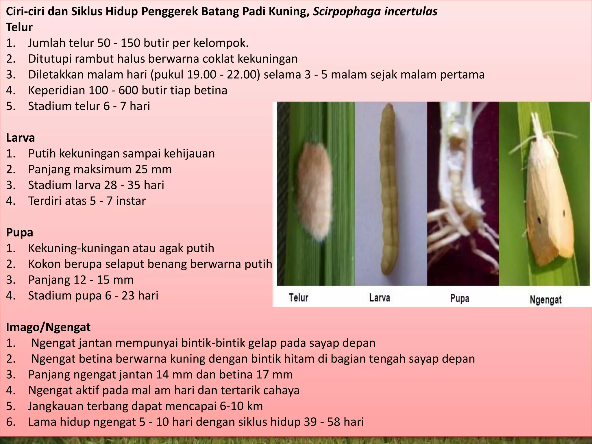 Hama Penyakit Tanaman Padi | PPTX