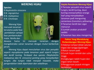Hama Penyakit Tanaman Padi | PPTX