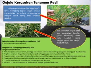 Hama Penyakit Tanaman Padi | PPTX