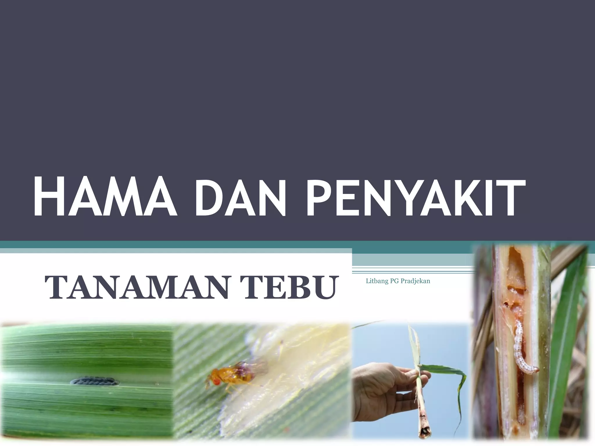 Hama & Penyakit Tanaman Tebu | PPT