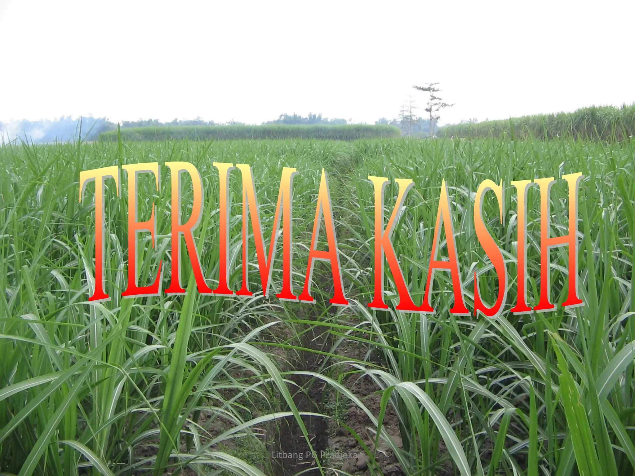 Hama & Penyakit Tanaman Tebu | PPT