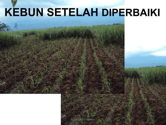 Hama & Penyakit Tanaman Tebu | PPT