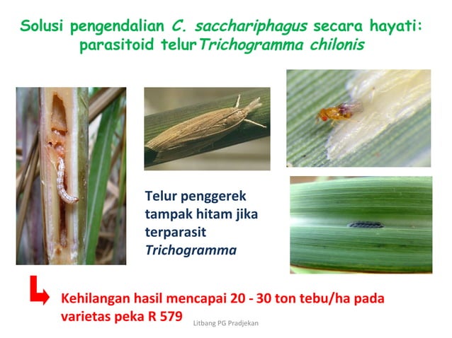 Hama & Penyakit Tanaman Tebu | PPT