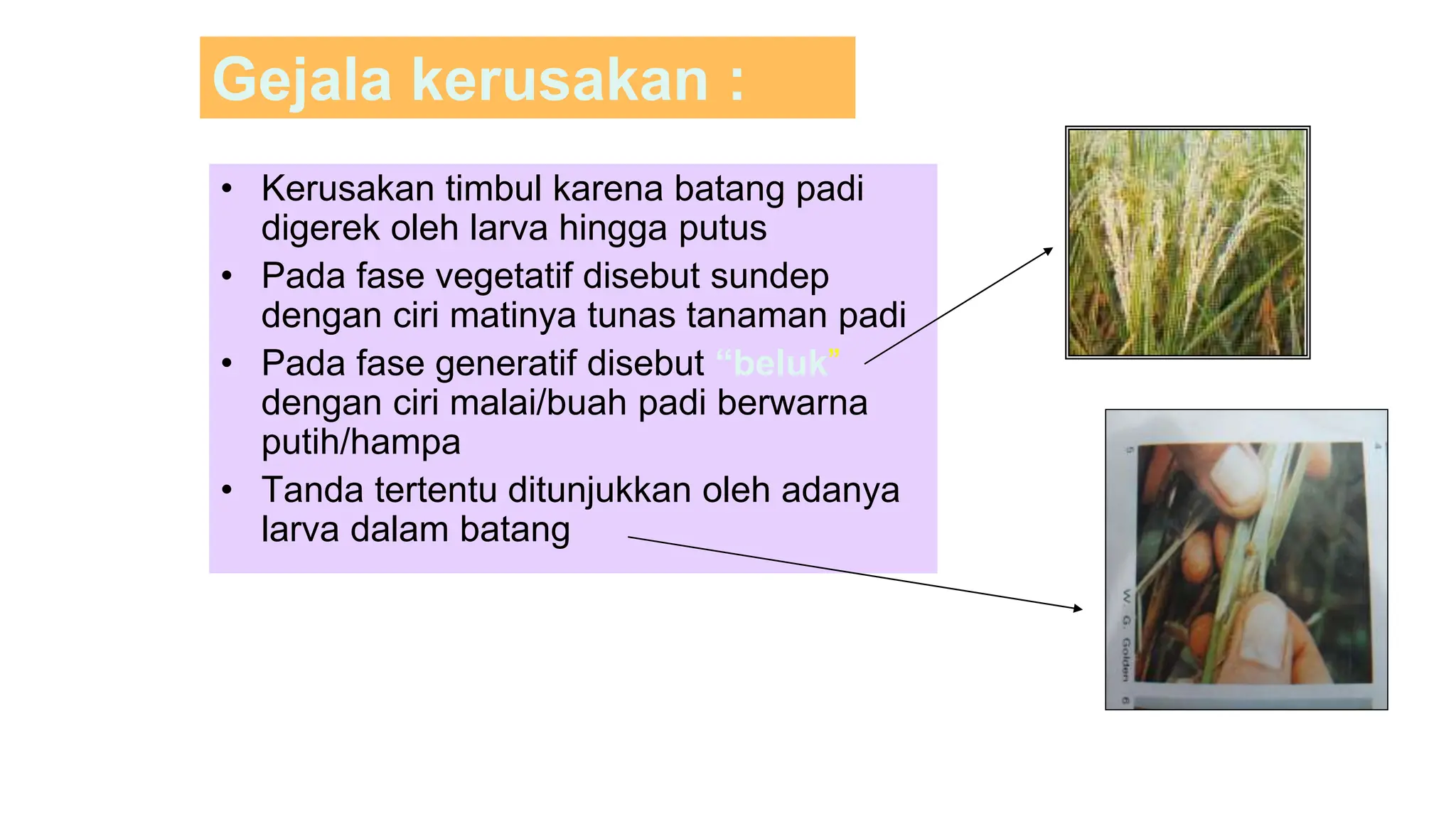 Hama Penyakit Utama Padi ( Oryza sativa ).pptx