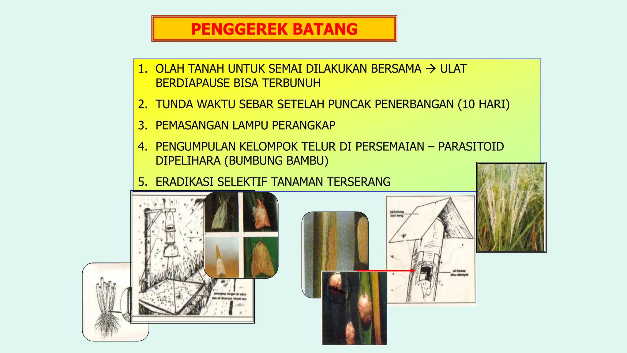 Hama Penyakit Utama Padi ( Oryza sativa ).pptx