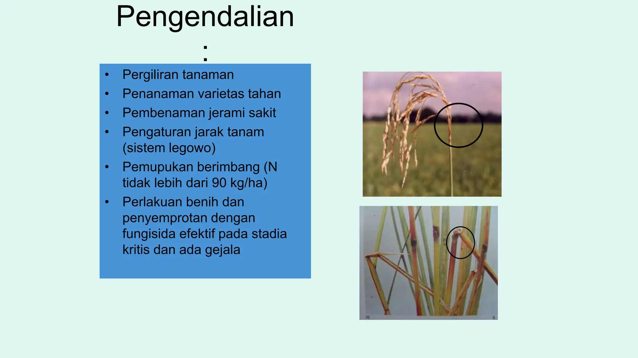 Hama Penyakit Utama Padi ( Oryza sativa ).pptx
