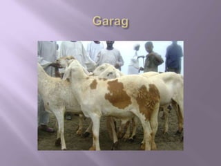Hamari sheep | PPSX