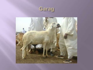 Hamari sheep | PPSX