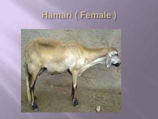 Hamari sheep | PPSX