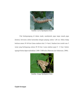 Hama Spodoptera litura dan Snellenius manila | DOCX