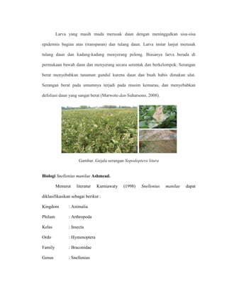 Hama Spodoptera litura dan Snellenius manila | DOCX