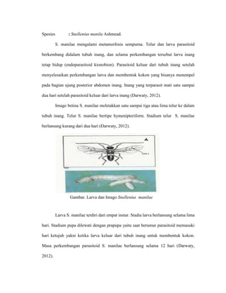 Hama Spodoptera litura dan Snellenius manila | DOCX