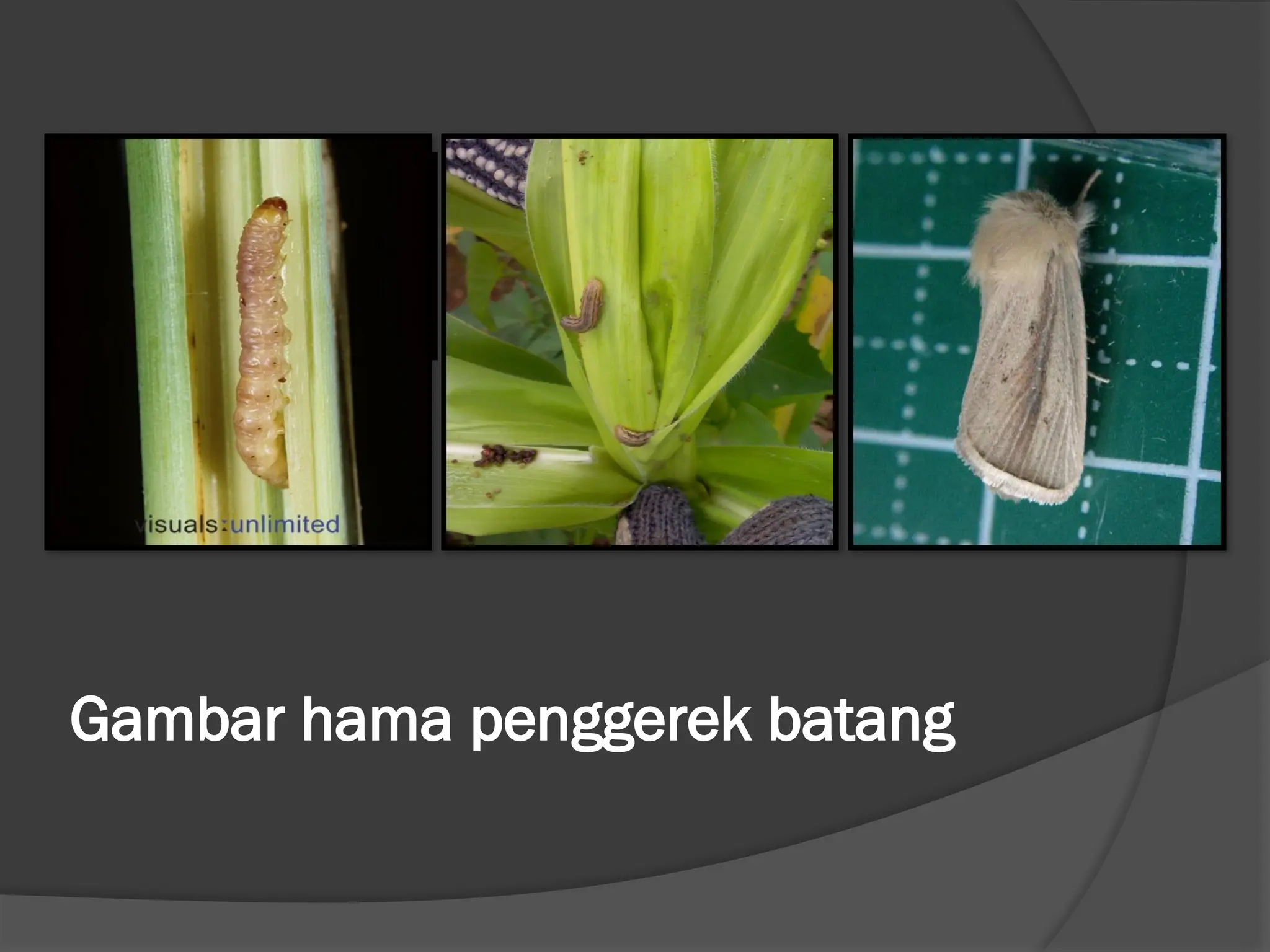 HAMA TANAMAN JAGUNG-6...............pptx