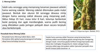 hama tanaman jewawut.pptx oada daerah tropis | PPTX