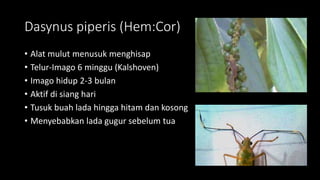 Hama Tanaman Lada,Pala, Cengkeh.pptx