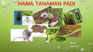 HAMA TANAMAN PADI PPT.pptx