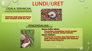 HAMA TANAMAN PADI PPT.pptx