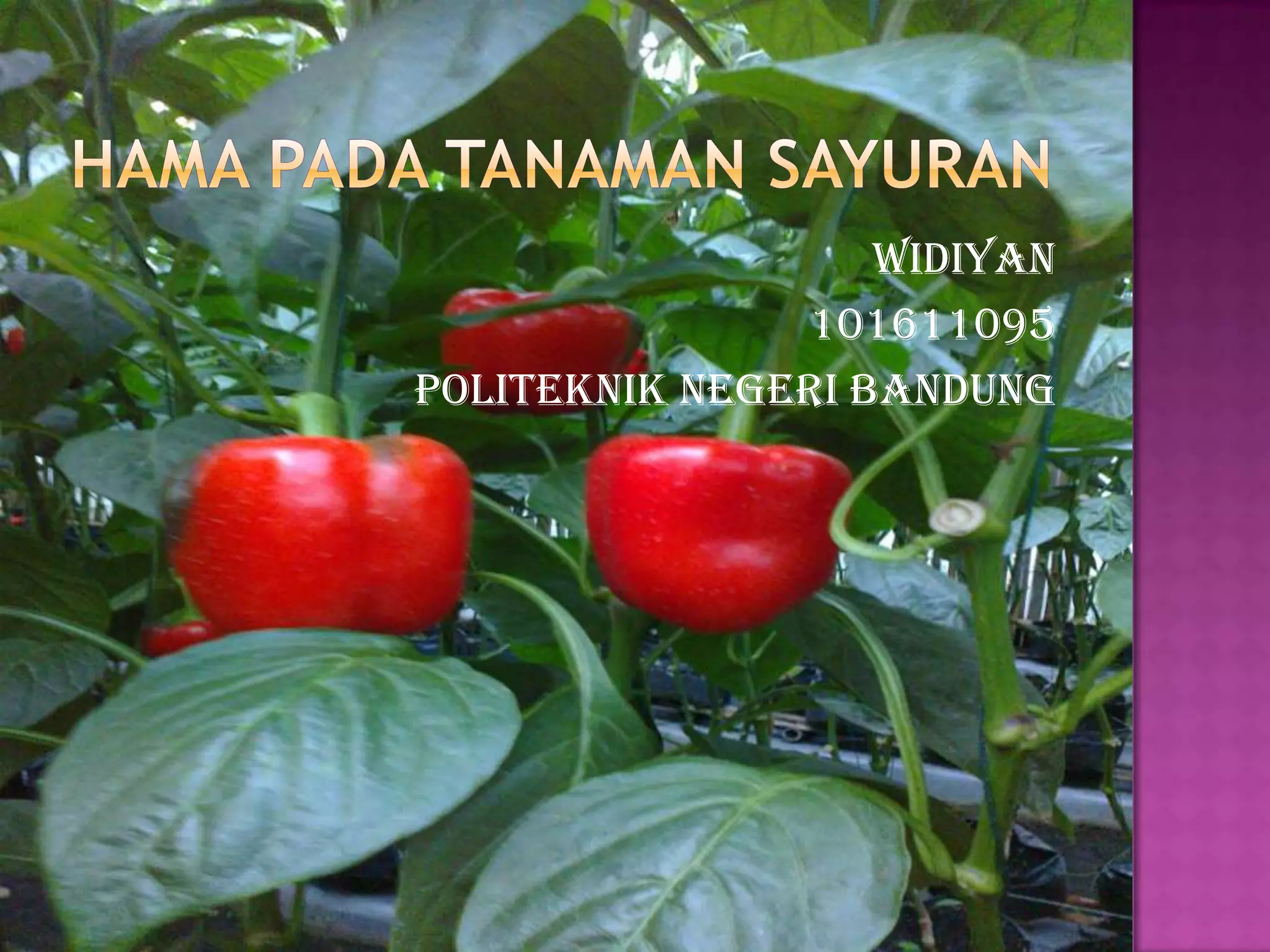 Hama tanaman sayuran tgas ppt 2 | PPTX