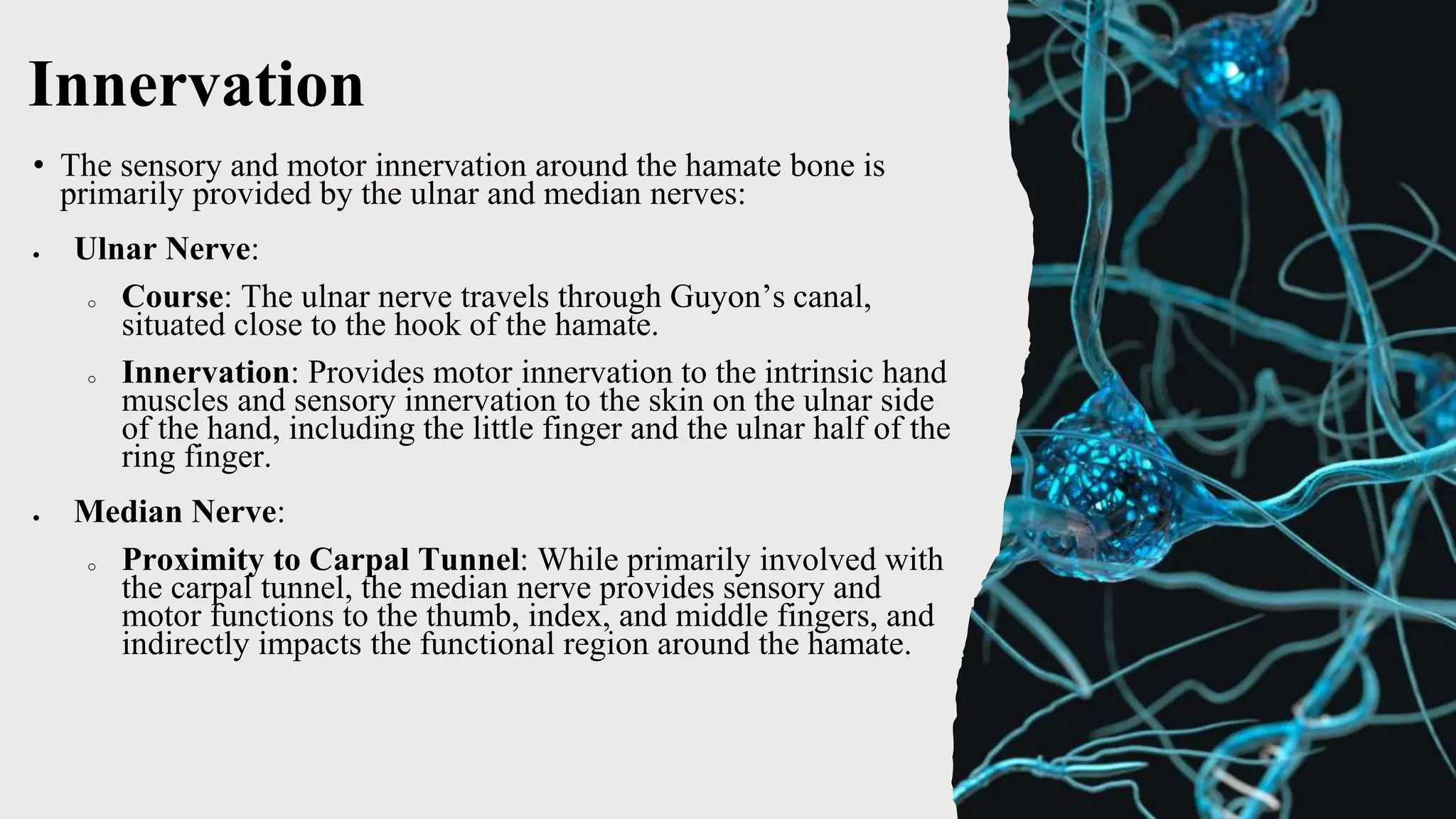 Hamate bone hand anatomy by Aniket Mishra | PPTX