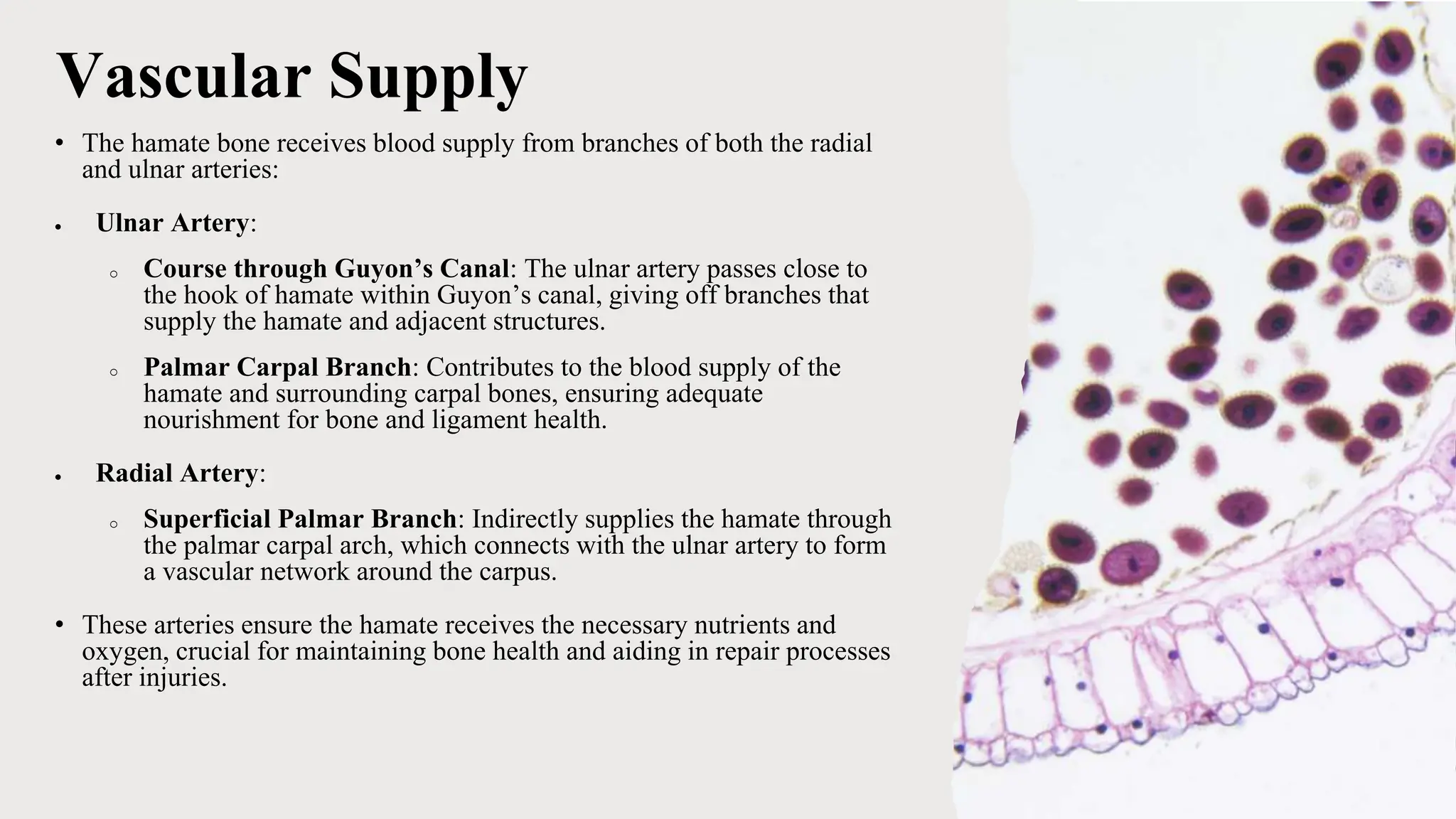 Hamate bone hand anatomy by Aniket Mishra | PPTX