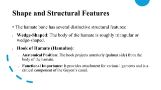Hamate bone hand anatomy by Aniket Mishra | PPT | Free Download