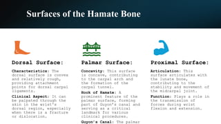 Hamate bone hand anatomy by Aniket Mishra | PPT | Free Download
