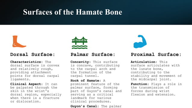 Hamate bone hand anatomy by Aniket Mishra | PPT