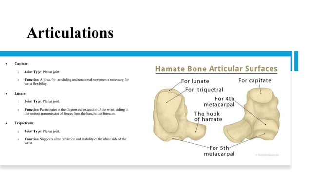Hamate bone hand anatomy by Aniket Mishra | PPT