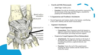 Hamate bone hand anatomy by Aniket Mishra | PPT
