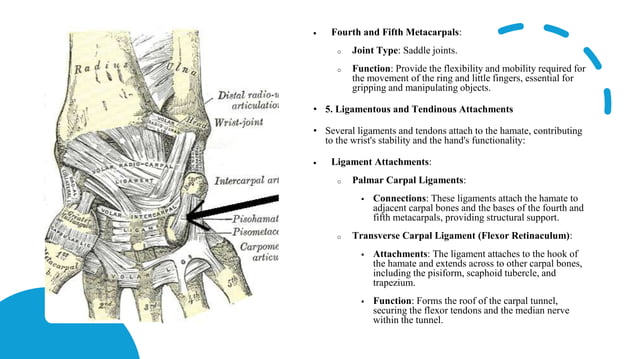 Hamate bone hand anatomy by Aniket Mishra | PPT