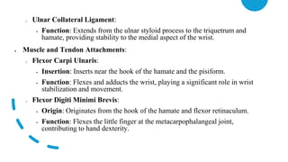Hamate bone hand anatomy by Aniket Mishra | PPT