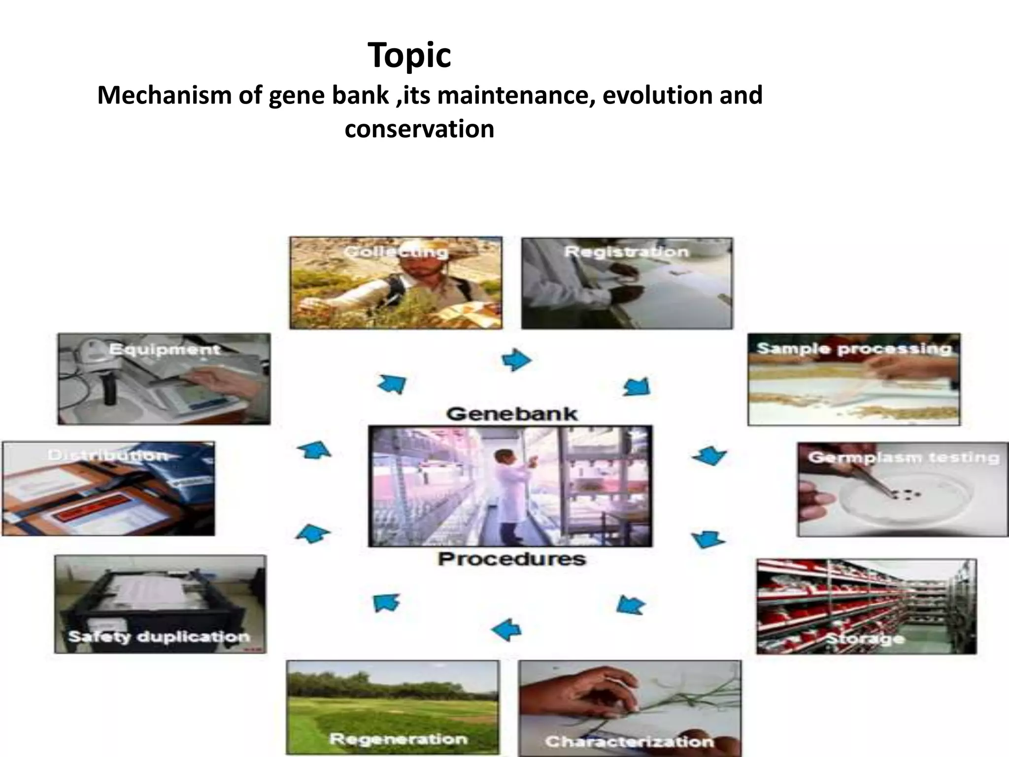 Mechanism of gene bank ,its maintenance | PPTX