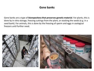 Mechanism of gene bank ,its maintenance | PPTX