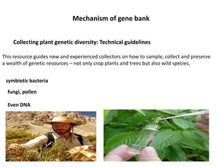 Mechanism of gene bank ,its maintenance | PPTX