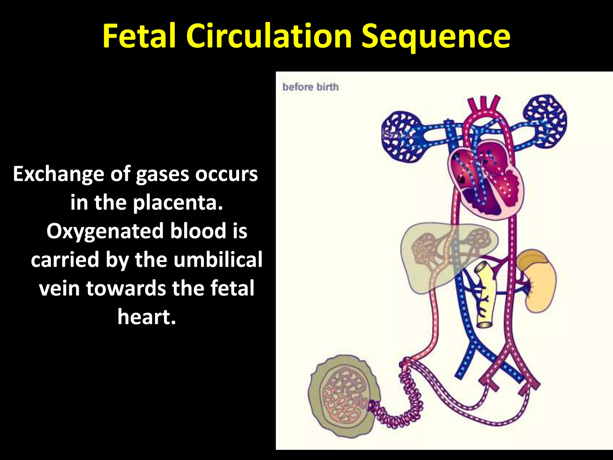THE BLOOD CIRCULATION IN FETUS | PPT
