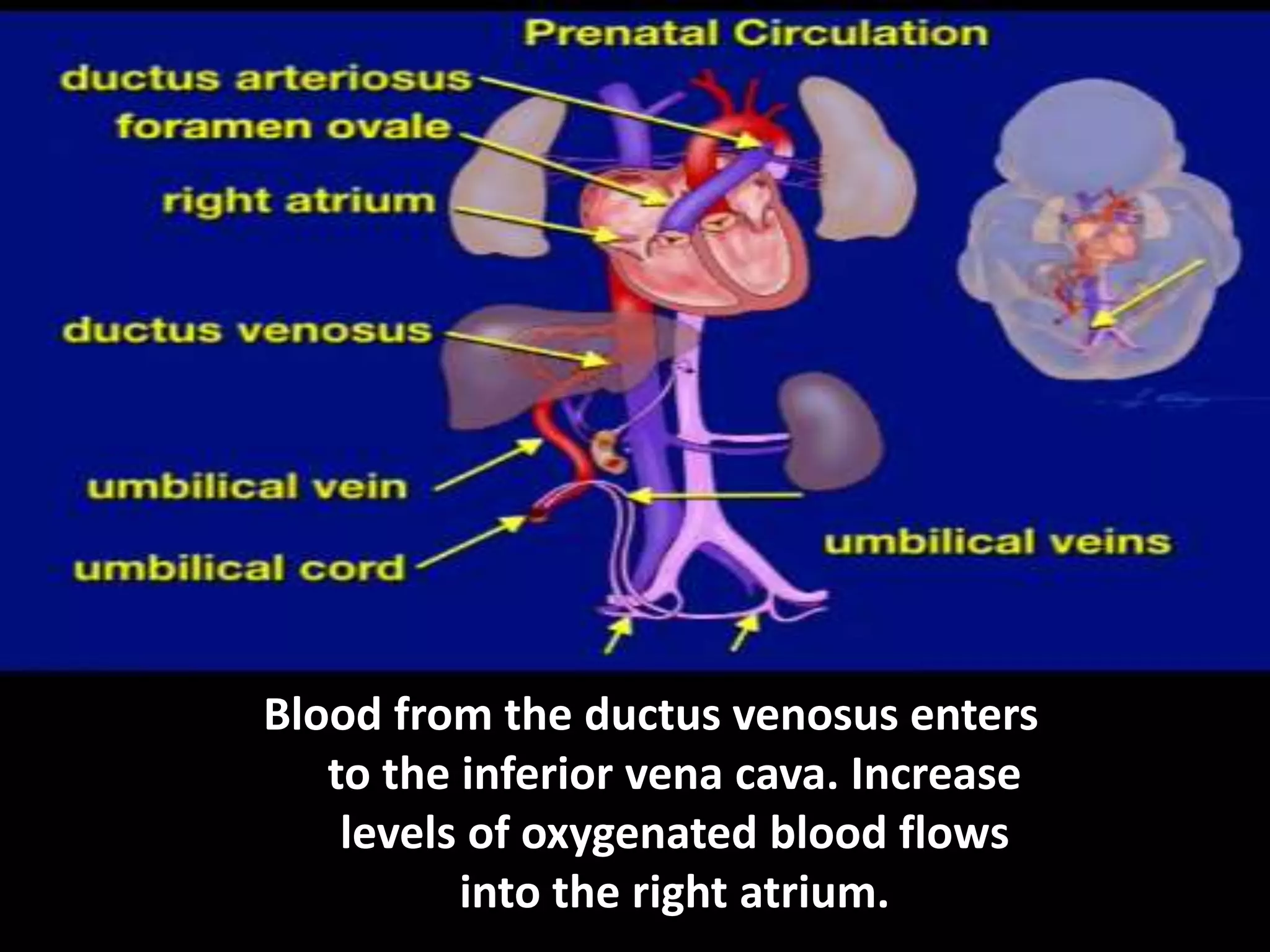 THE BLOOD CIRCULATION IN FETUS | PPT