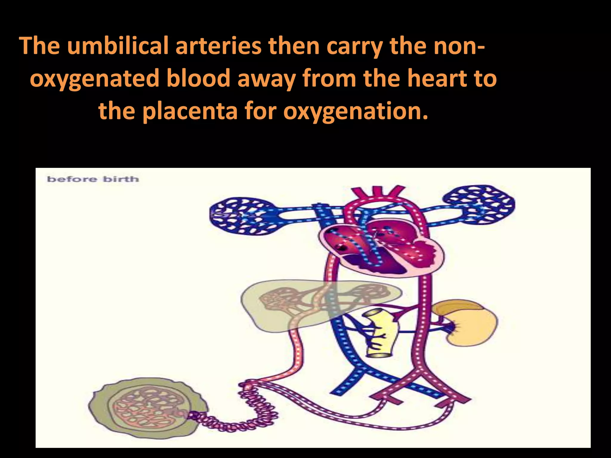 THE BLOOD CIRCULATION IN FETUS | PPT