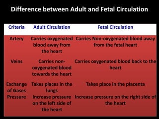 THE BLOOD CIRCULATION IN FETUS | PPT