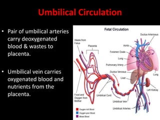 Umbilical Vein Oxygenated Or Deoxygenated