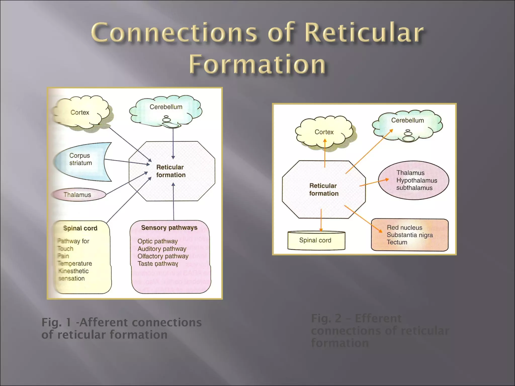 reticular formation and limbic system | PPT