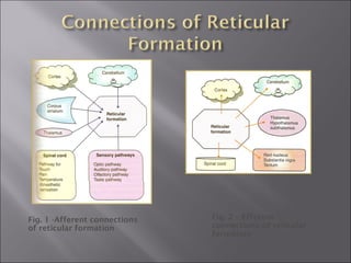 reticular formation and limbic system | PPT