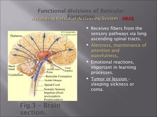 reticular formation and limbic system | PPT
