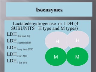 Enzymes Structural & Functional Organization Of Cell & Functions ...