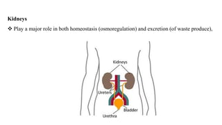 Hameostasis and Excreation for IGCSE Section2.pptx
